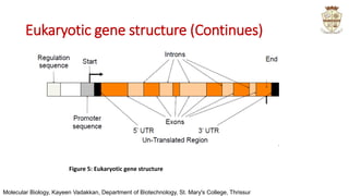 Gene structure | PPTX