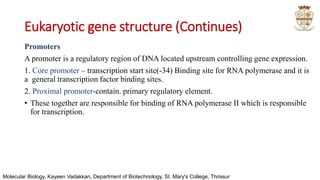 Gene structure | PPTX