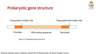 Eukaryotic Gene Structure