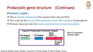 Prokaryotic Gene Structure