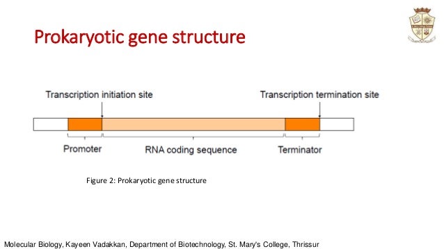 Gene structure