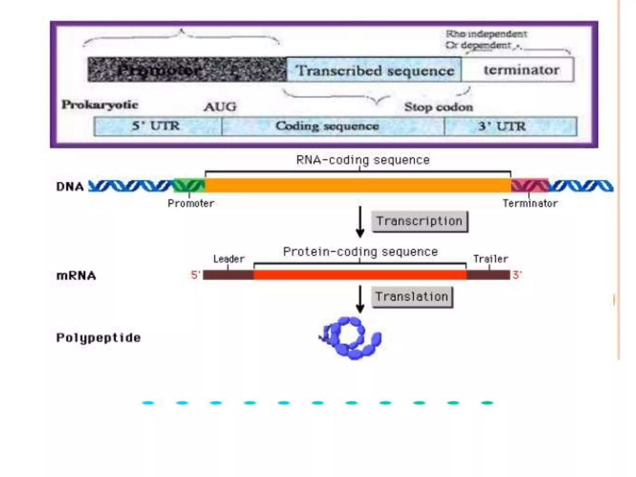 Gene structure and genetic code | PPTX