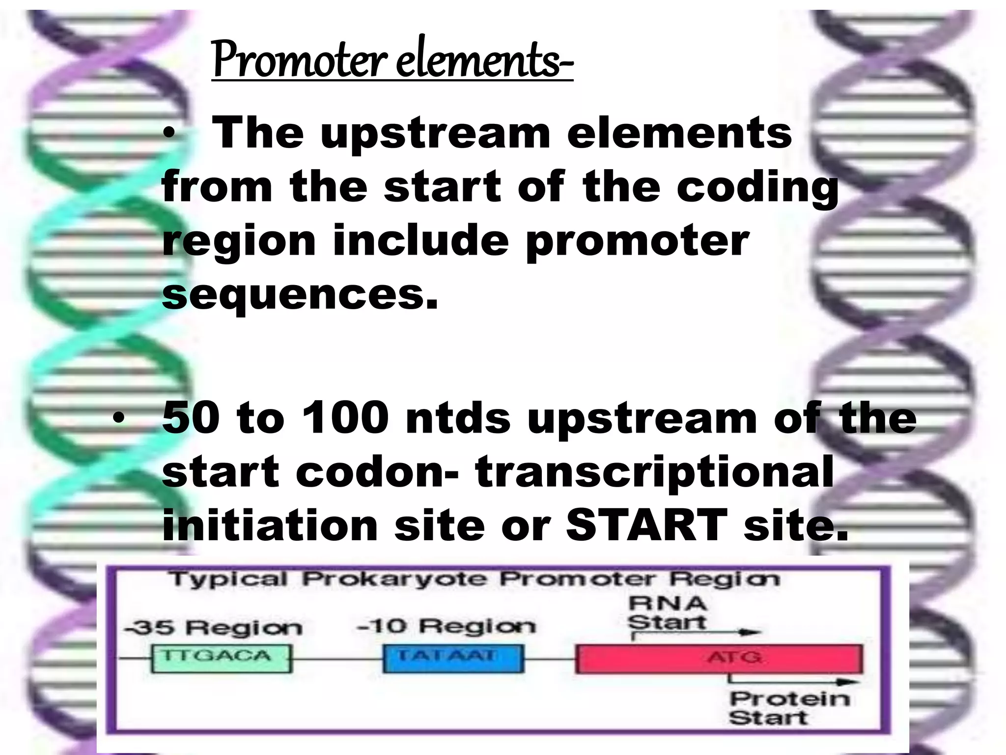 Gene structure and genetic code | PPTX