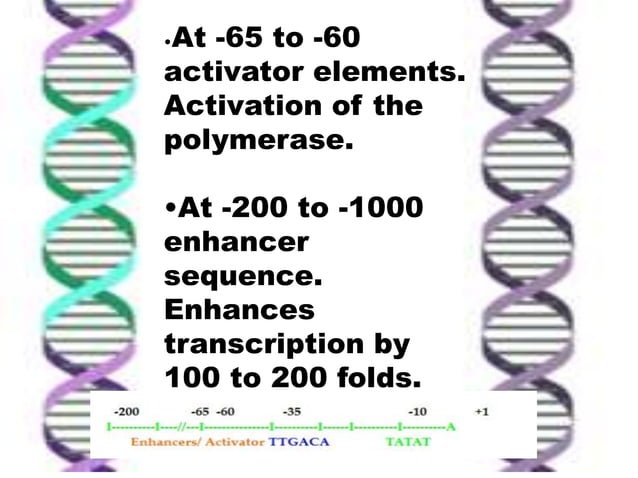 Gene Structure And Genetic Code Pptx