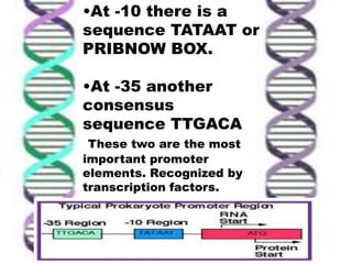Gene structure and genetic code | PPTX