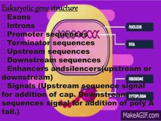 Gene structure and genetic code | PPTX