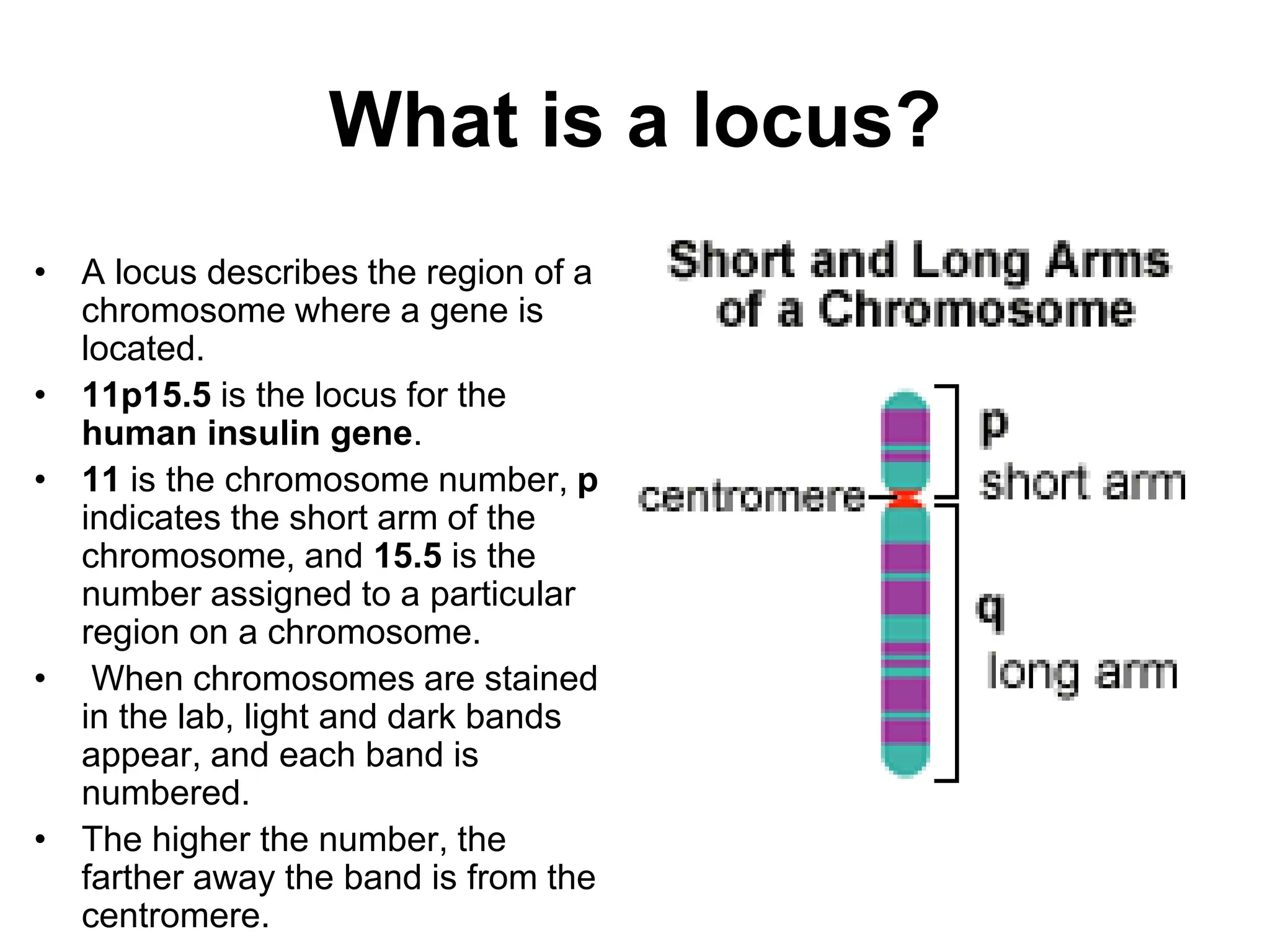 Gene_Structure.ppt, extrons, intons, locus | PPT