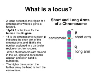 Gene_Structure.ppt, extrons, intons, locus | PPT