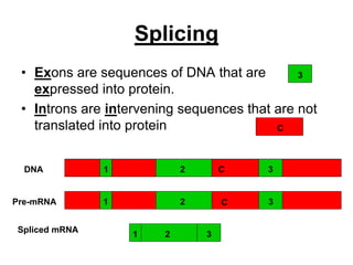 Gene_Structure.ppt, extrons, intons, locus | PPT