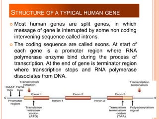 Genes | PPTX