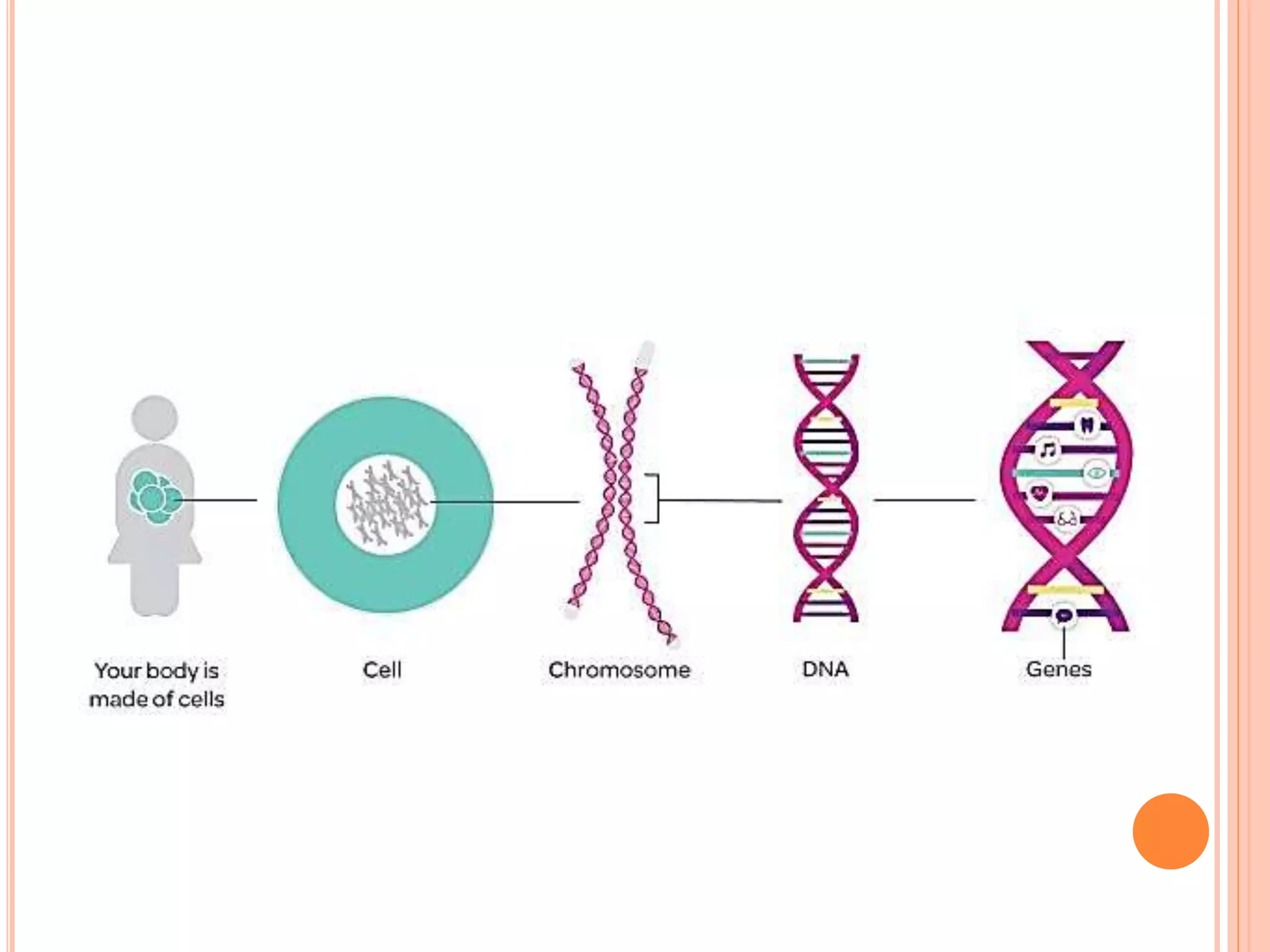 Gene structure and its characteristics | PPTX