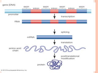 Gene structure and its characteristics | PPTX
