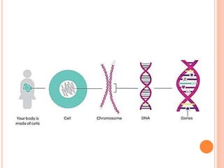 Gene structure and its characteristics | PPTX