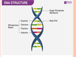 Gene structure and its characteristics | PPTX