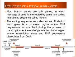 Gene structure and its characteristics | PPTX