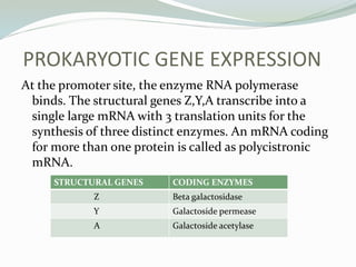 Gene structure and expreession | PPTX
