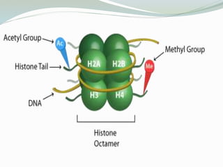 Gene structure and expreession | PPTX