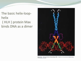 Gene structure and expreession | PPTX