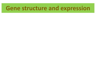 Gene structure and expression | PPTX