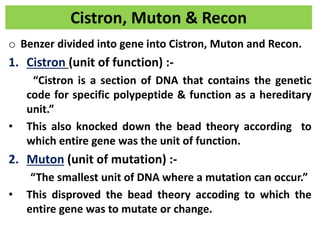 Gene structure and expression | PPTX