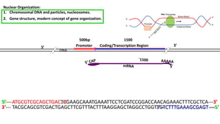 Gene structure L2.pdf