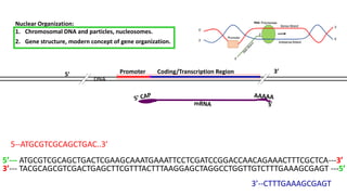 Gene structure L2.pdf