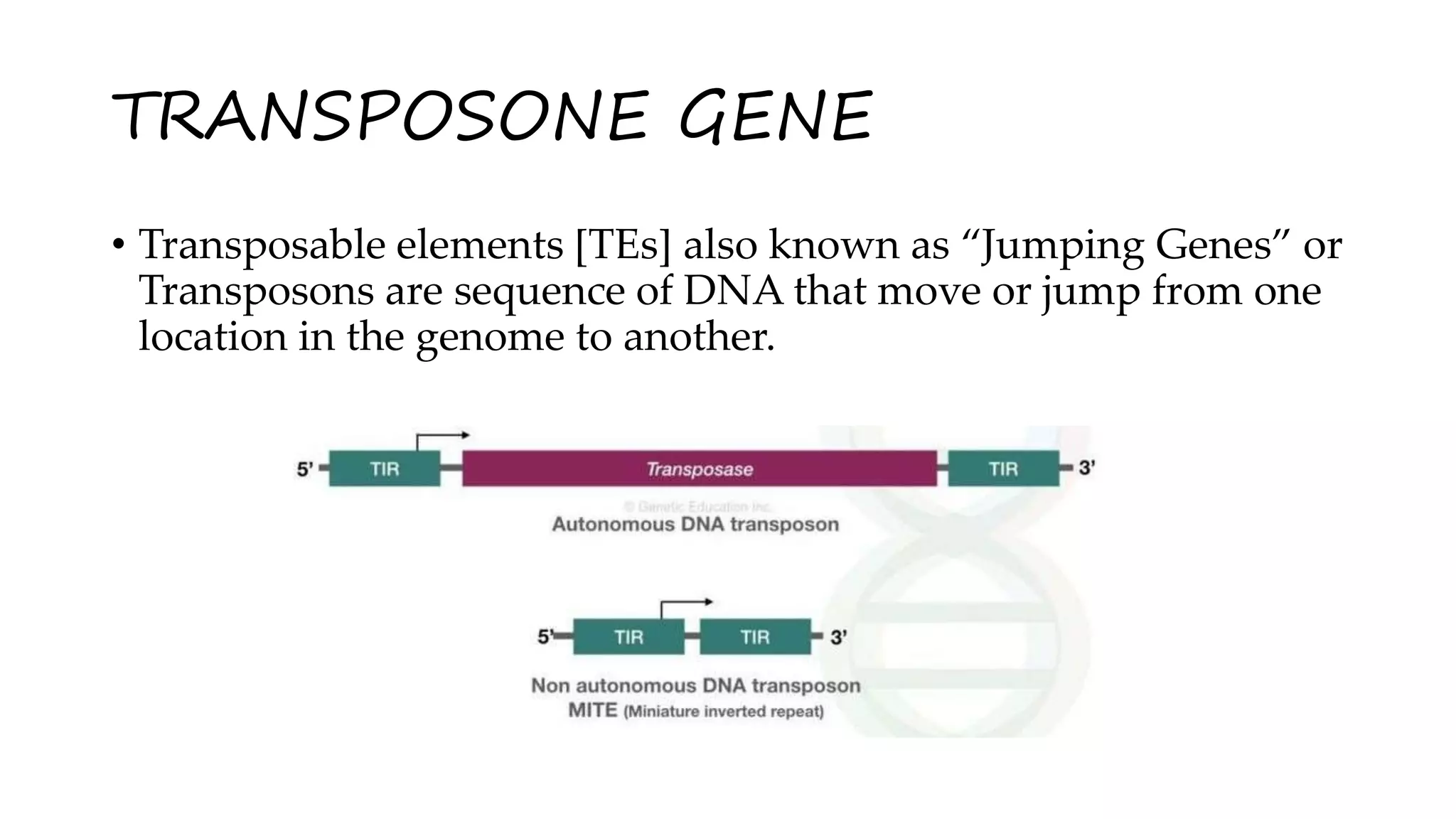 Gene structure | PPTX