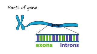 Gene structure | PPTX