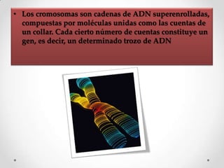 Genes y cromosomas | PPTX