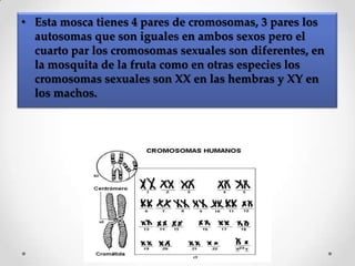 Genes y cromosomas | PPTX