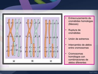 Genes y cromosomas | PPT