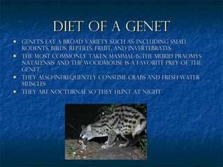 Genet Madi Mauk | PPT