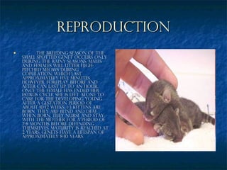 Genet Madi Mauk | PPT