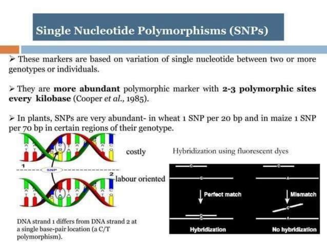 Gene tagging.pptx