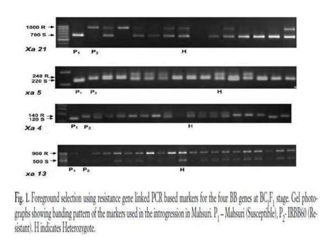 Gene tagging.pptx