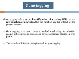 Gene tagging.pptx