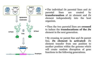 Gene tagging.pptx