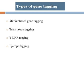 Gene tagging.pptx