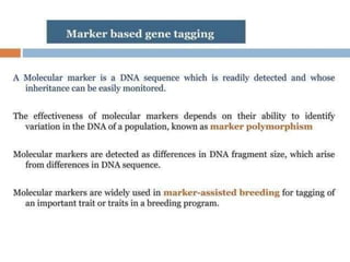 Gene tagging.pptx