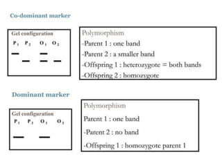 Gene tagging.pptx