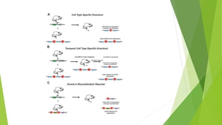 Gene targeting and sequence tags | PPTX