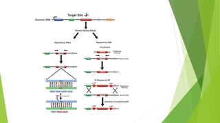 Gene targeting and sequence tags | PPTX