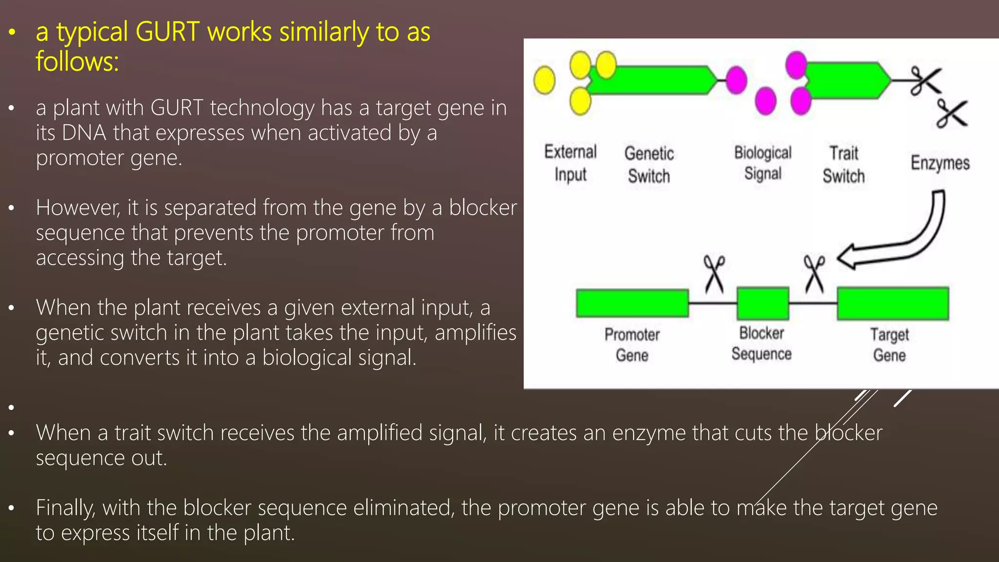 Terminator Gene Technology | PPTX