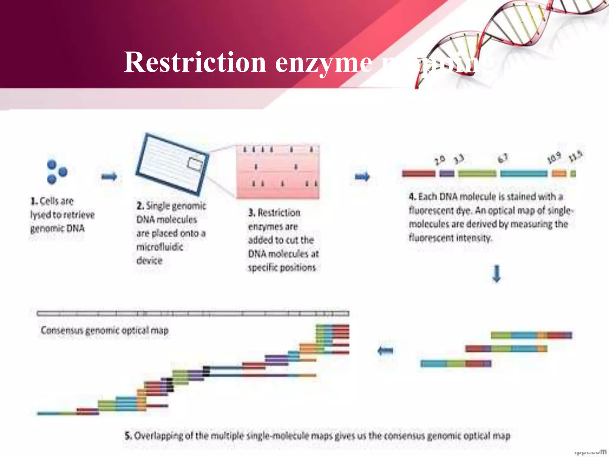 Gene Therapy & R DNA technology | PPTX | Biotech and Biomedical ...