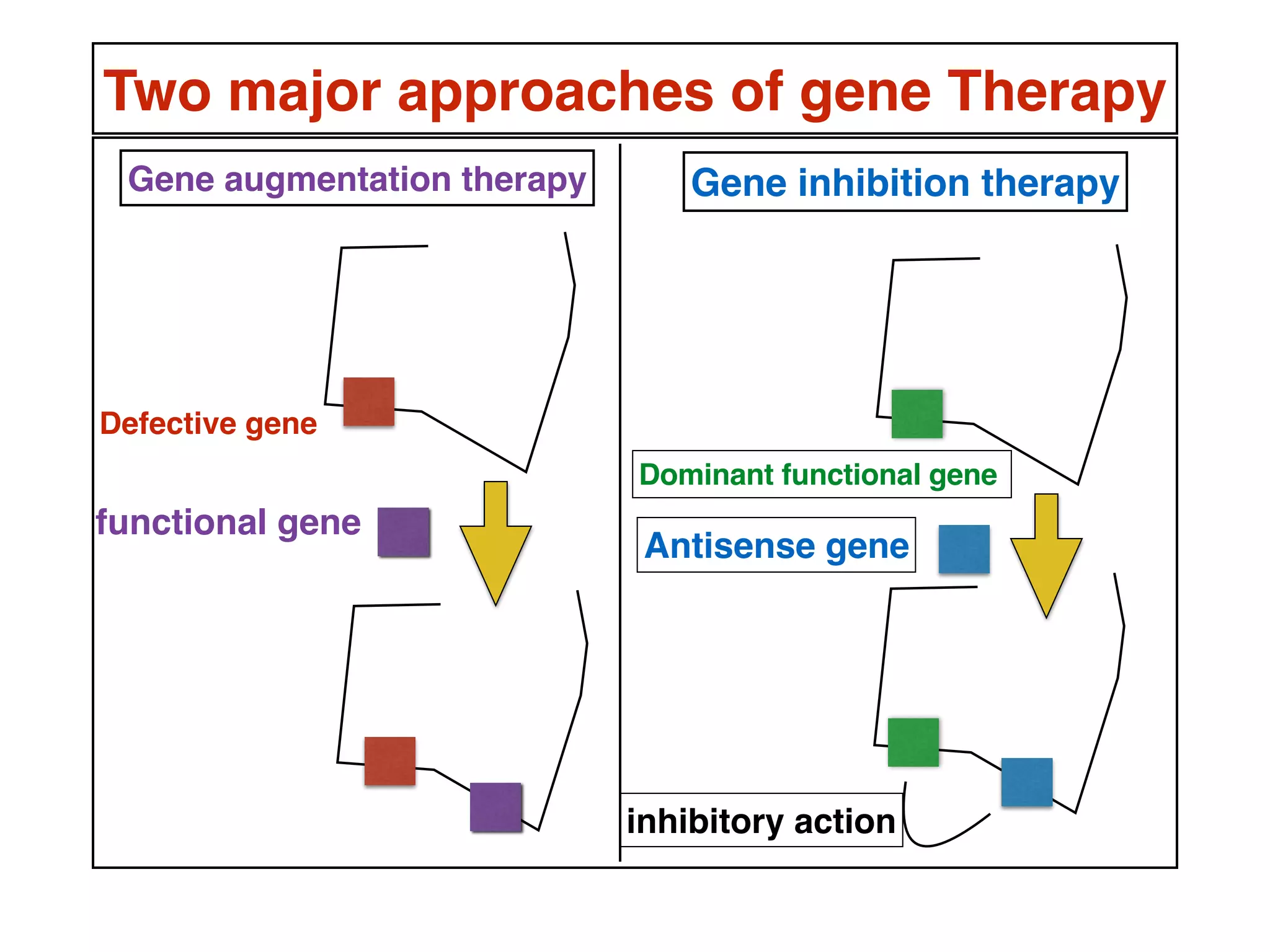 Gene therapy | PPT