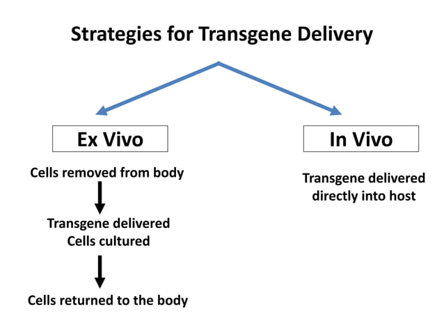 Gene therapy ex vivo method | PPTX | Genetics | Science