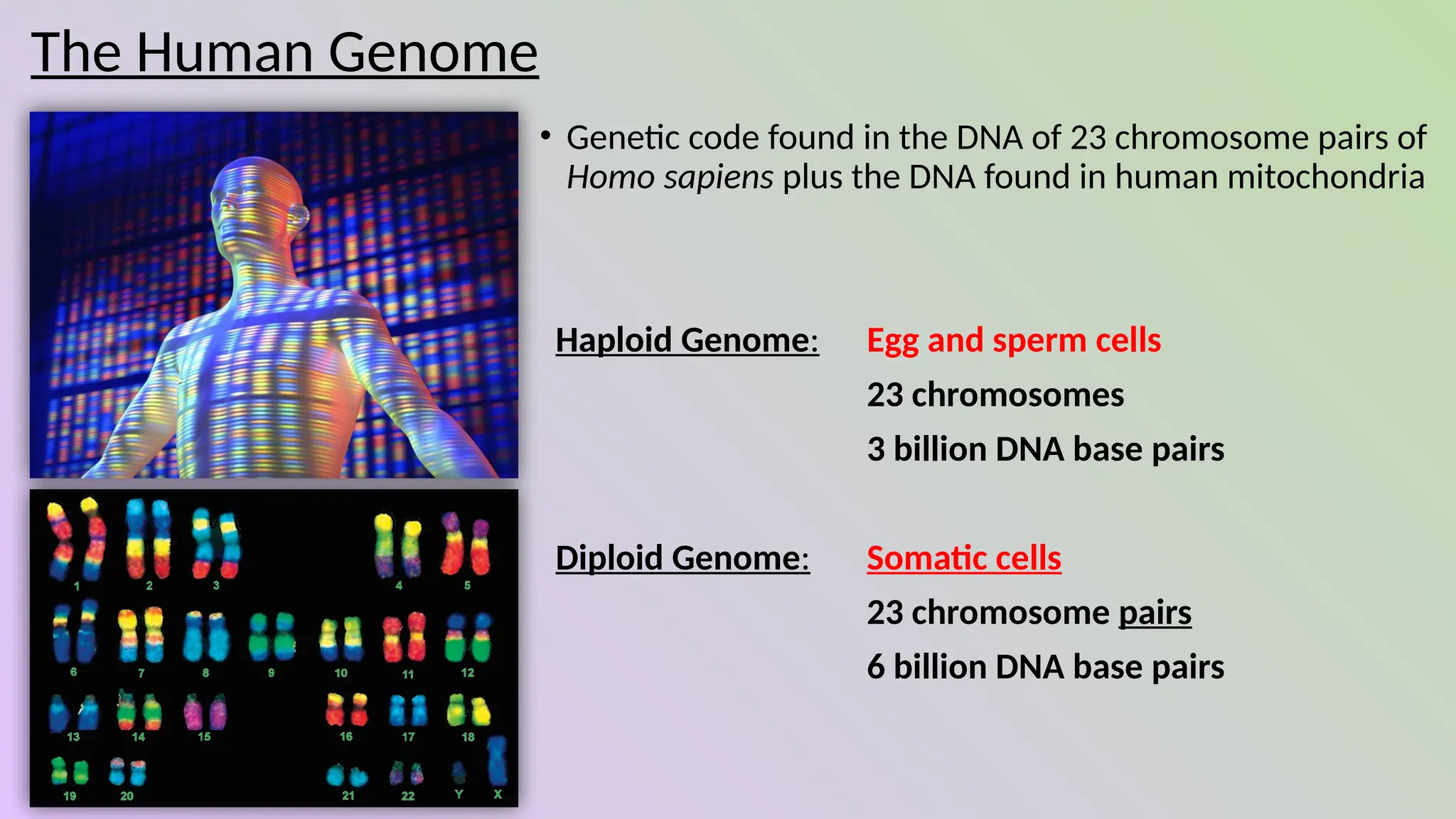 Gene Therapy - Future of Medicine. in the therapy of future medicine | PPTX