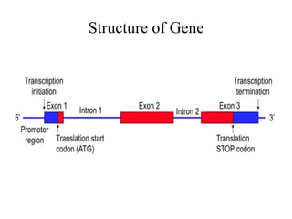 Gene therapy & Targeted diseases | PPTX