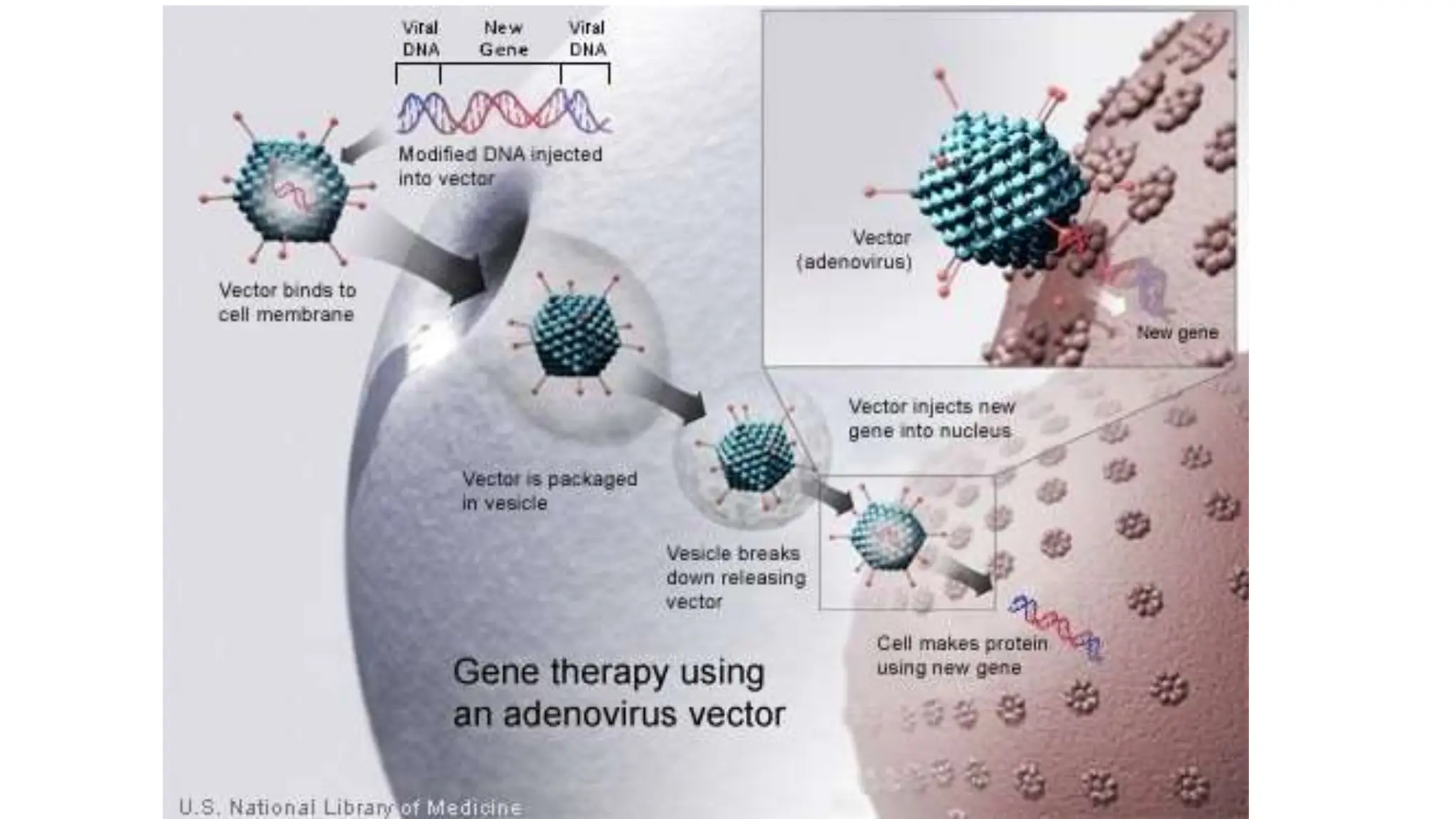 GENE THERAPY : introduction, advancements and applications | PPTX