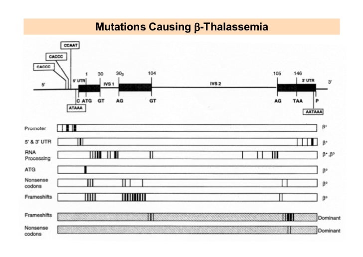 Gene Therapy of Human beta-Thalassemias